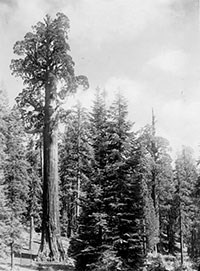 History & Culture - Sequoia & Kings Canyon National Parks (U.S ...