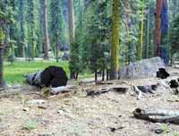 Demolition of Giant Forest Development - Sequoia & Kings Canyon ...