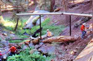 The Sequoia Ecosystem - Sequoia & Kings Canyon National Parks (U.S ...