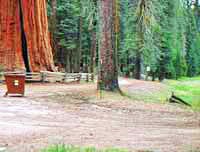 The Sequoia Ecosystem - Sequoia & Kings Canyon National Parks (U.S ...