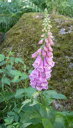 Our Most Invasive Non-Native Plants - Sequoia & Kings Canyon National ...