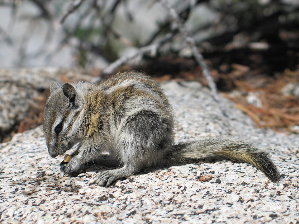Alpine - Sequoia & Kings Canyon National Parks (U.S. National Park Service)
