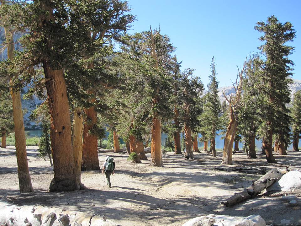 Subalpine Forests - Sequoia & Kings Canyon National Parks (U.S ...