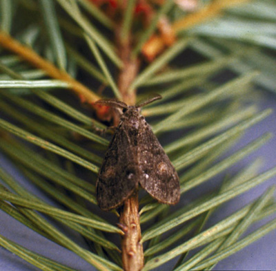 Douglas-fir Tussock Moth - Sequoia & Kings Canyon National Parks (U.S ...