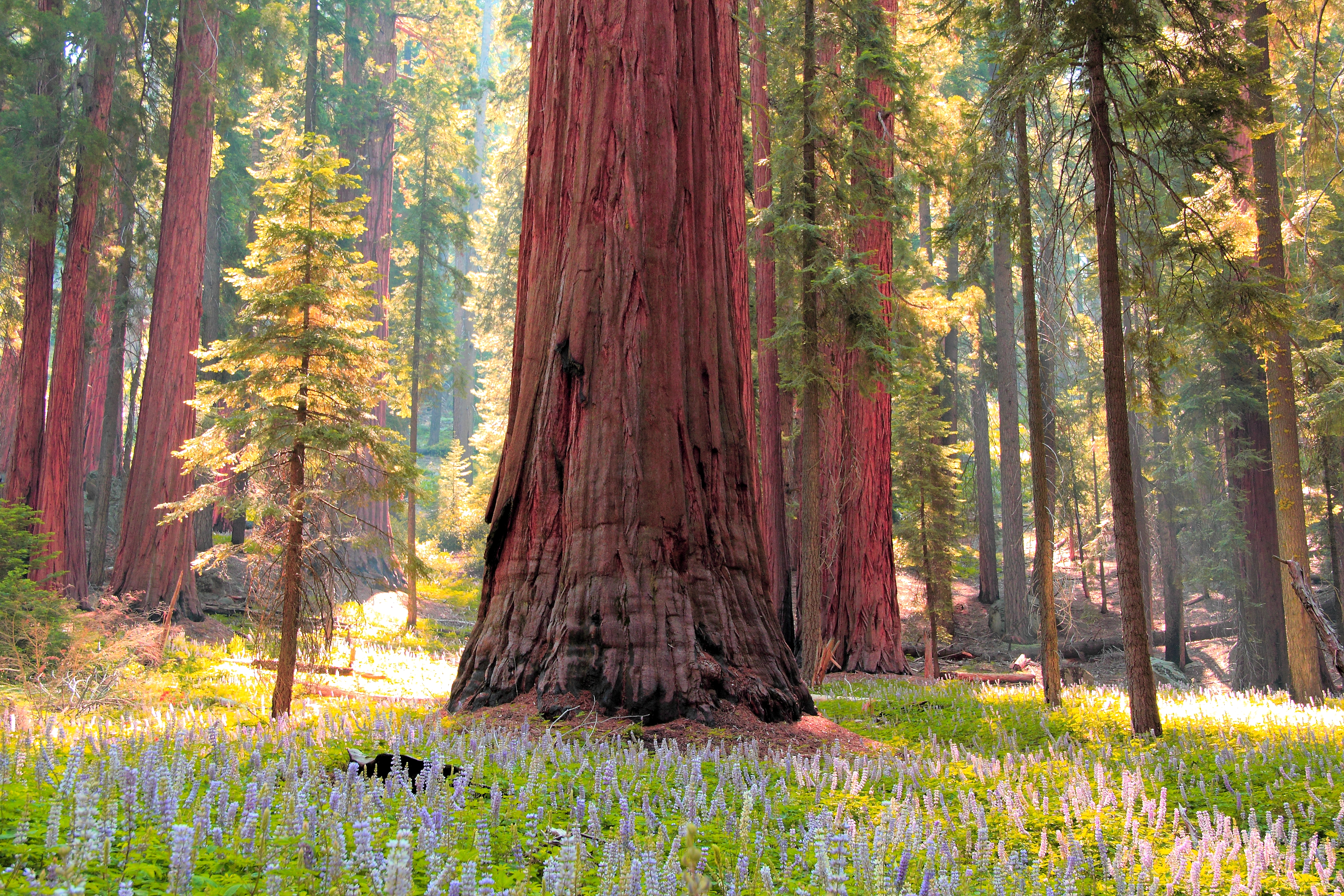 Giant Forest & Lodgepole Trails - Sequoia & Kings Canyon National Parks ...