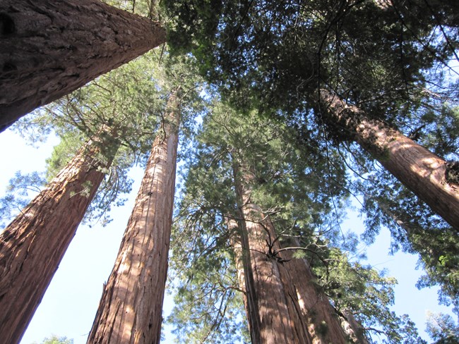 Exploring Giant Sequoia Groves - Sequoia & Kings Canyon National Parks ...