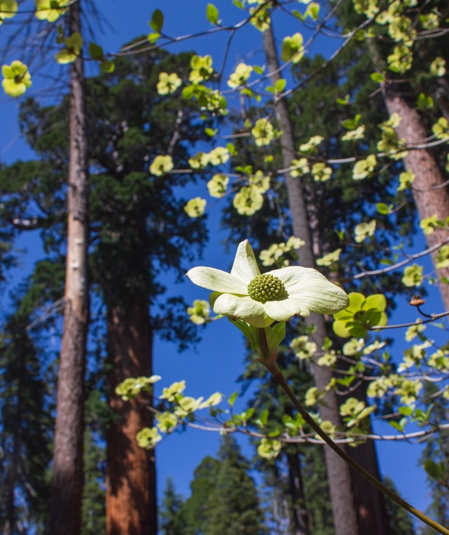 Current Conditions - Sequoia & Kings Canyon National Parks (U.S ...