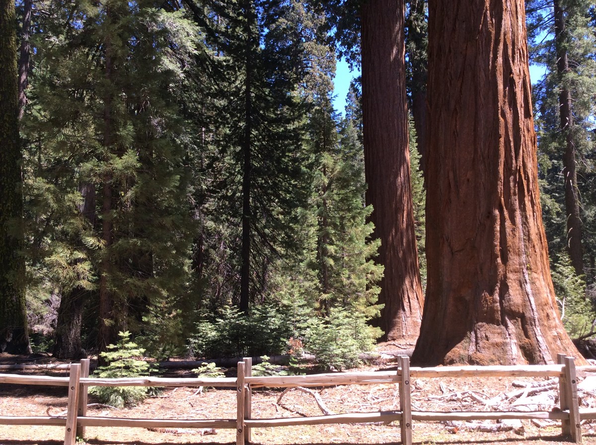Grant Grove Area Trails - Sequoia & Kings Canyon National Parks (U.S ...