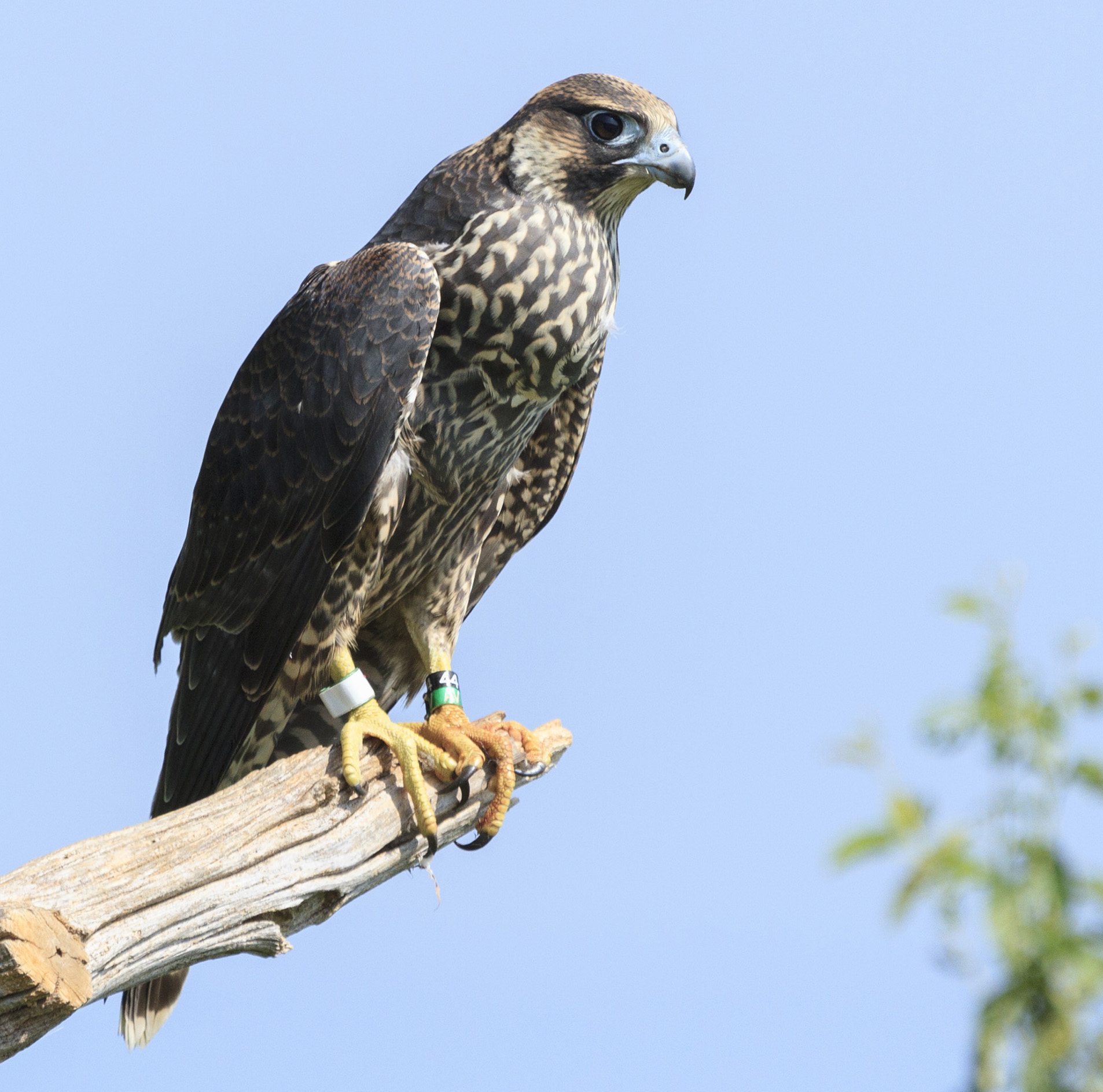 Rock Outcrops - Shenandoah National Park (U.S. National Park Service)