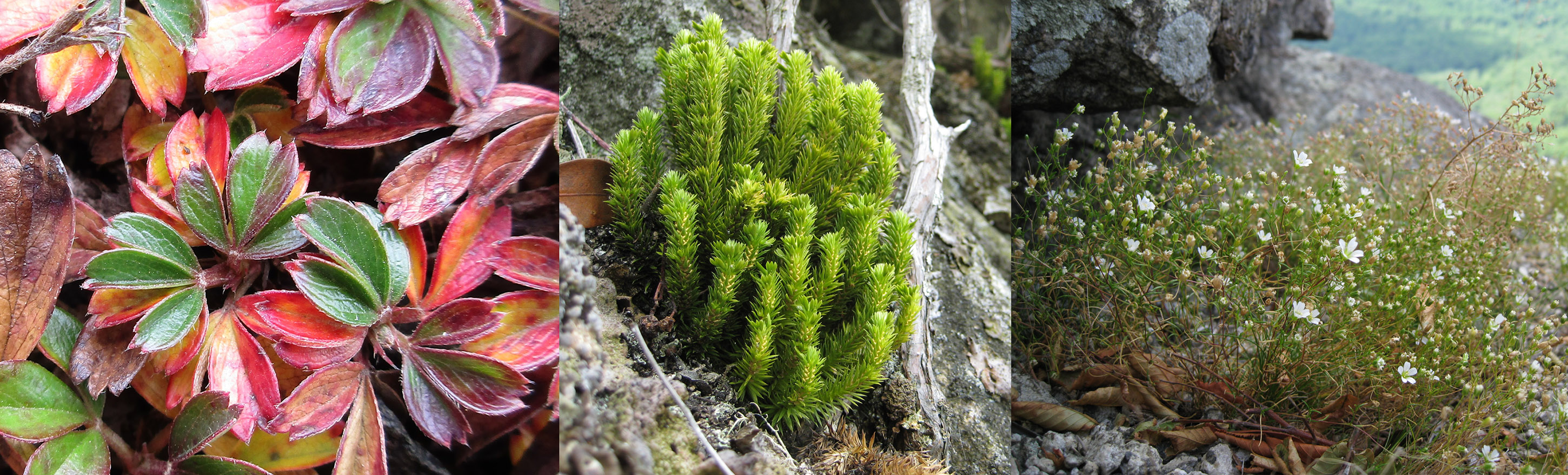 Rock Outcrops - Shenandoah National Park (U.S. National Park Service)