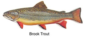 Brook Trout - Shenandoah National Park (U.S. National Park Service)