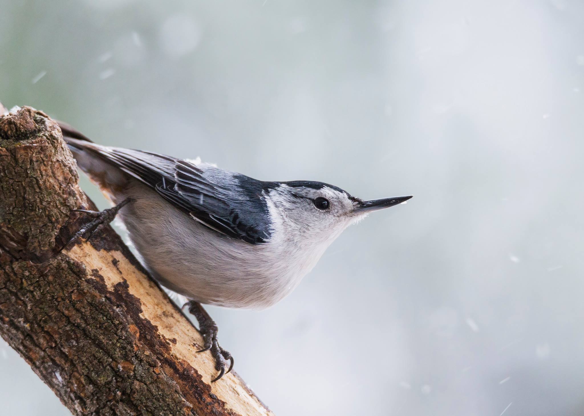 Small White Breasted Bird