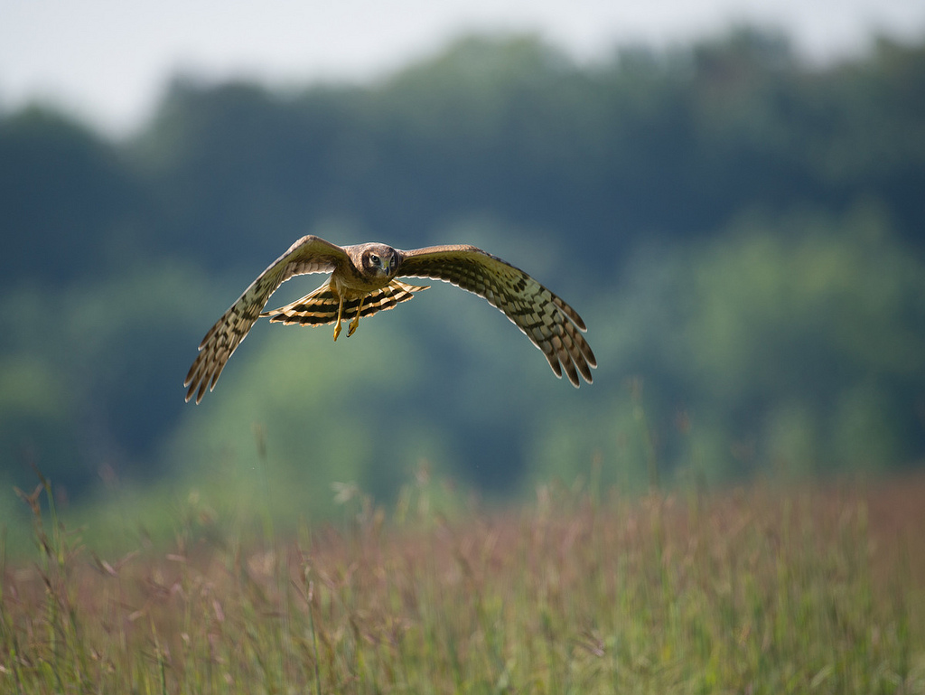 2018 Year of the Bird - Shenandoah National Park (U.S. National Park ...