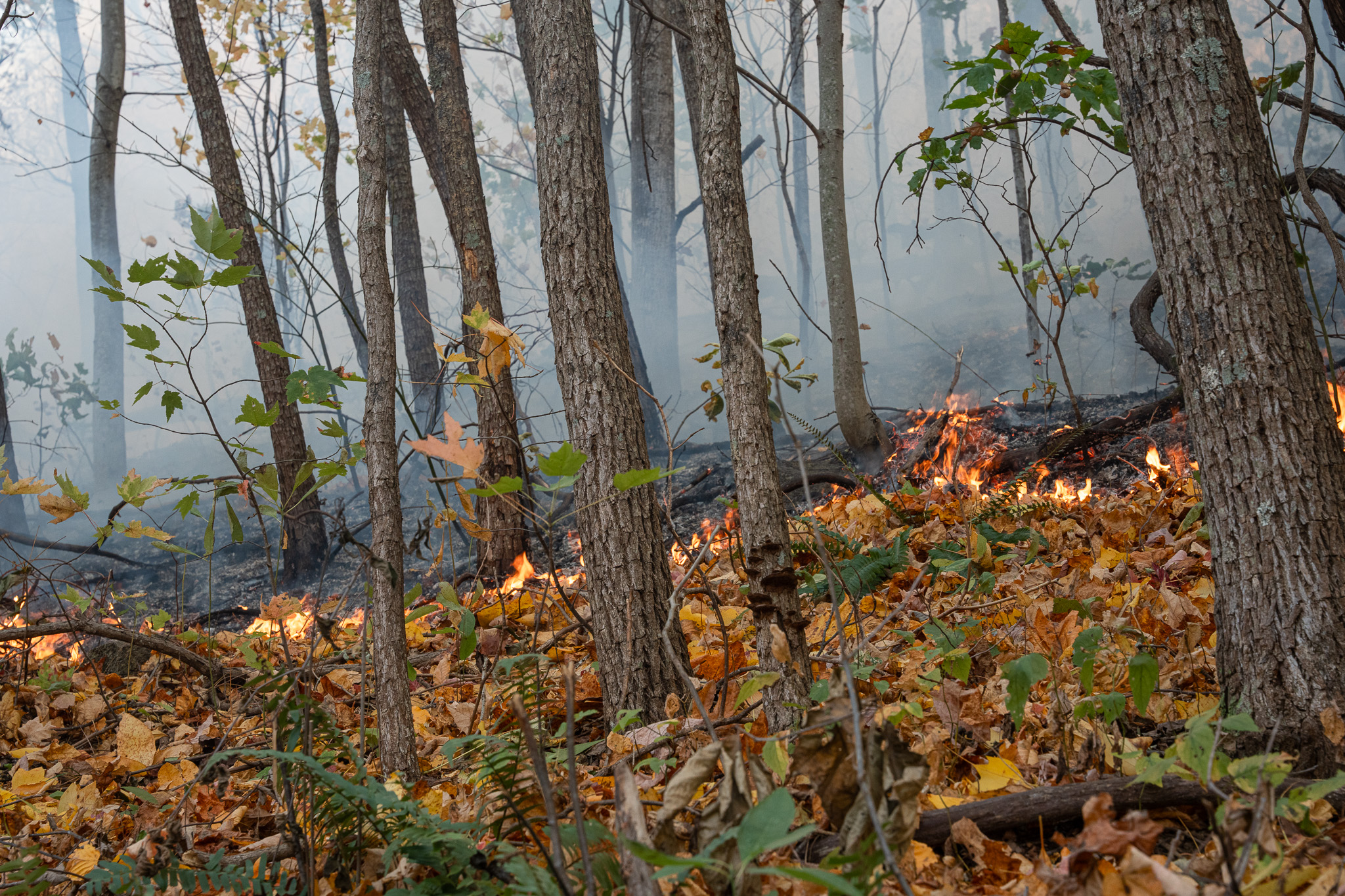 Quaker Run Fire Information - Shenandoah National Park (U.S. National ...