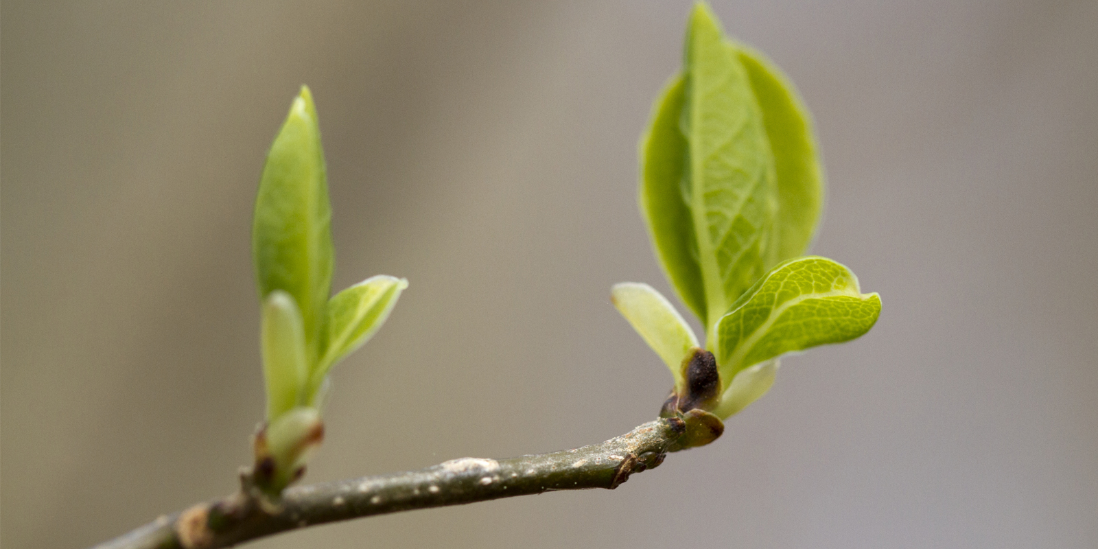 Spring in Shenandoah - Shenandoah National Park (U.S. National Park ...