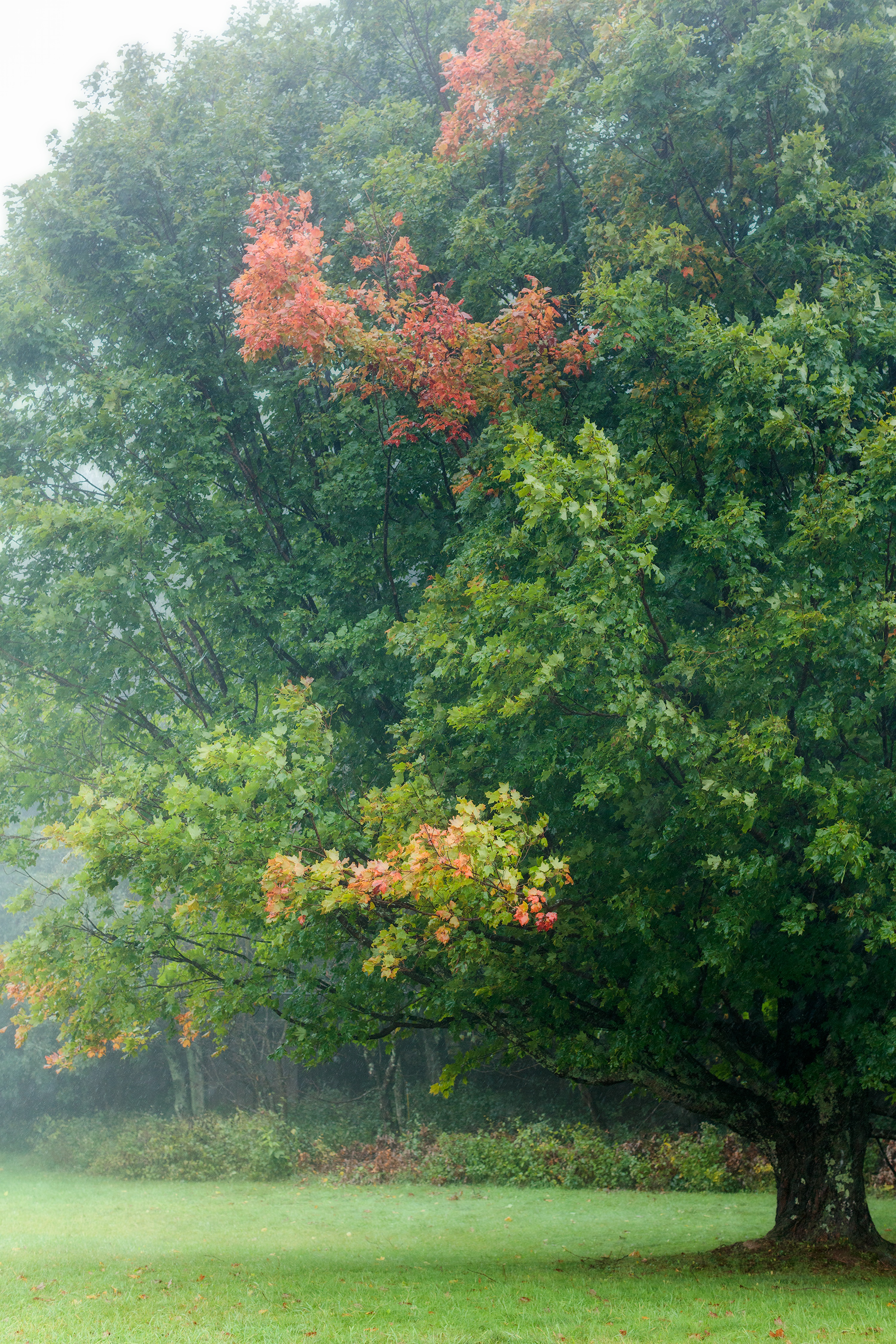 Shenandoah's Fall Color - Shenandoah National Park (U.S. National Park ...