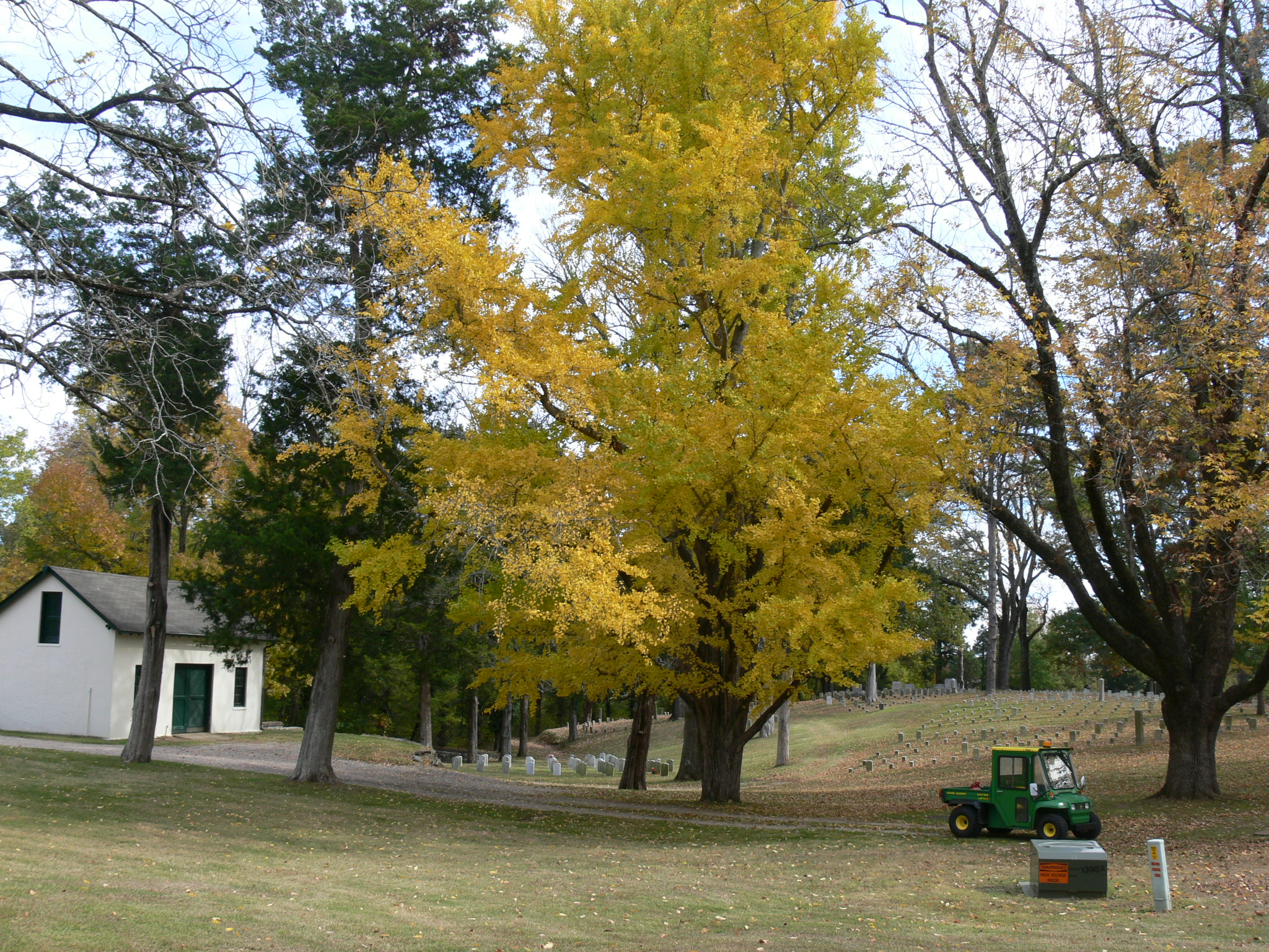 Trees and Shrubs - Shiloh National Military Park (U.S. National Park ...