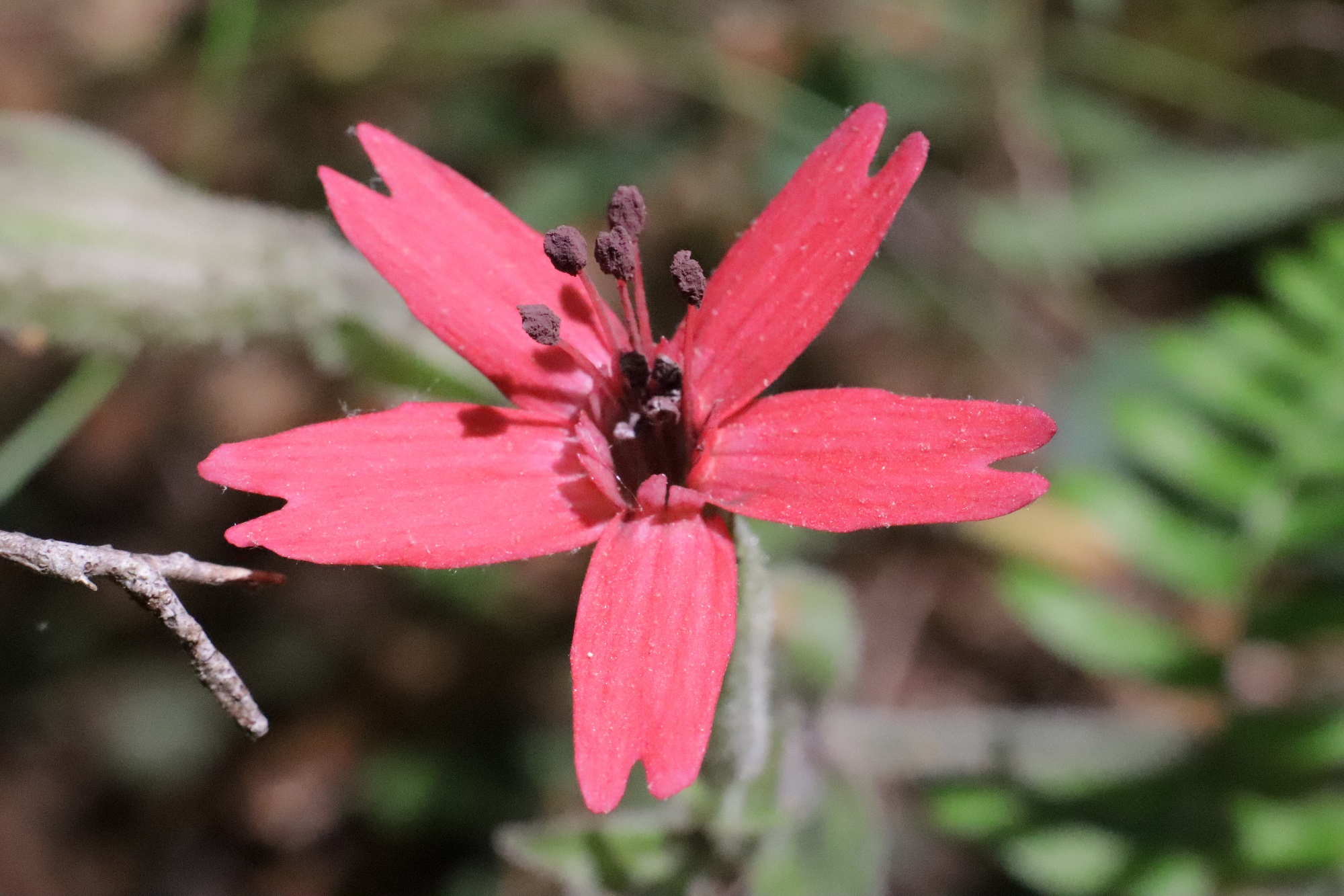 Wildflowers - Shiloh National Military Park (U.S. National Park Service)