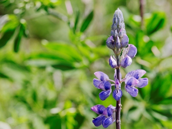 Support Your Park - Sitka National Historical Park (U.S. National Park ...