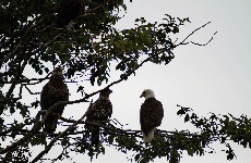 Birds - Sitka National Historical Park (U.S. National Park Service)