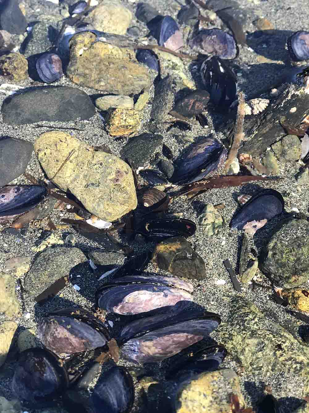 Mussel Bed