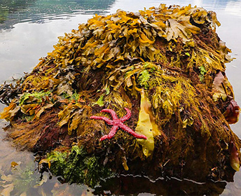 Intertidal and Subtidal Zones - Sitka National Historical Park (U.S ...