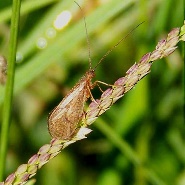 Aquatic Insects - Sitka National Historical Park (U.S. National Park ...