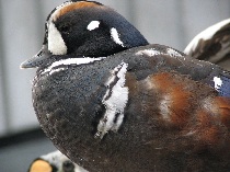 Birds - Sitka National Historical Park (U.S. National Park Service)