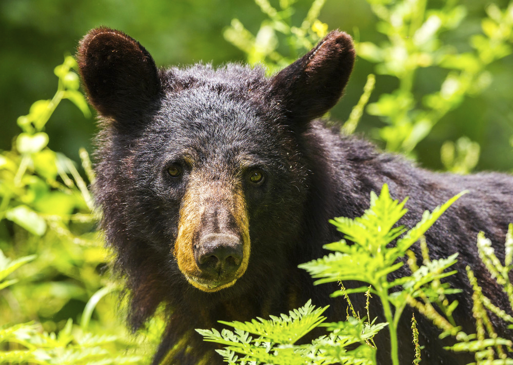 Animals - Sleeping Bear Dunes National Lakeshore (U.S. National Park ...