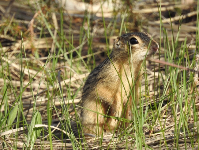 Mammals - Sleeping Bear Dunes National Lakeshore (U.S. National Park ...