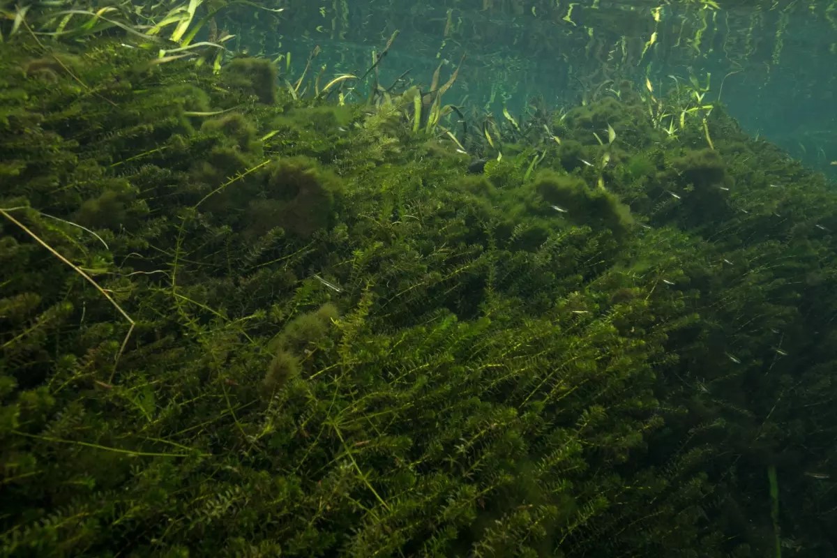 Invasive Species - Sleeping Bear Dunes National Lakeshore (U.S ...