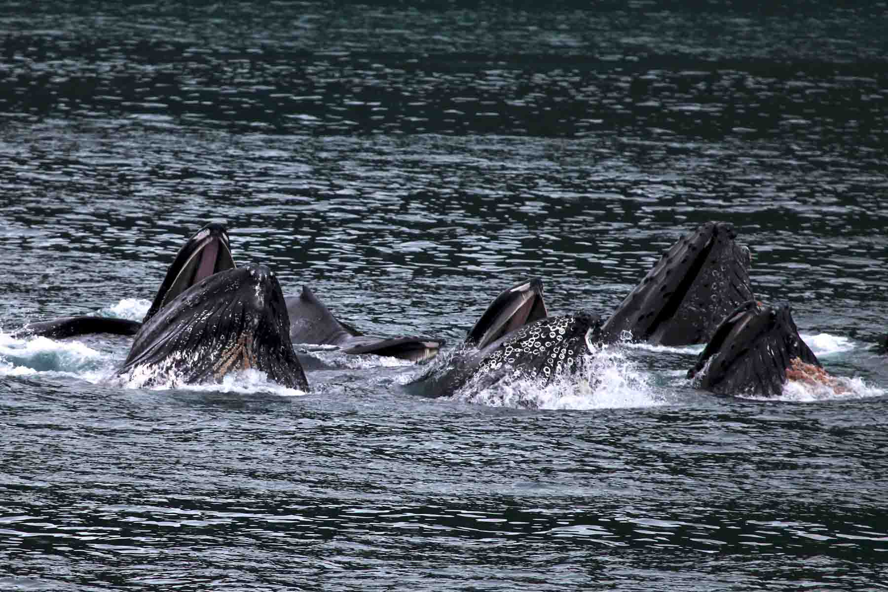 Humpback Whales Feeding