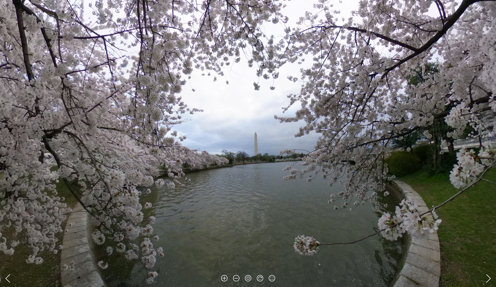 360° Virtual Cherry Blossom Tours - Cherry Blossom Festival (U.S ...