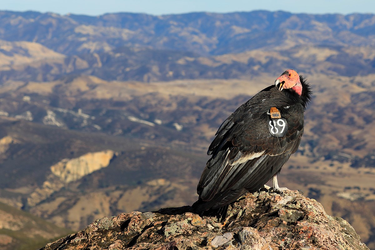 Benefits of Condors - California Condors (U.S. National Park Service)