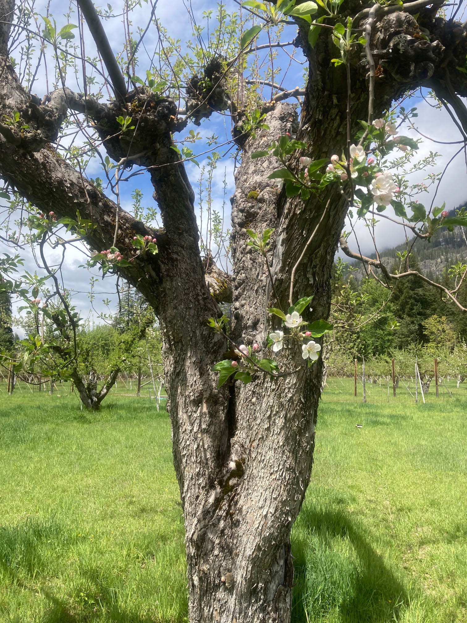 Research And Documentation Of Historic Orchards And Fruit Trees Cultural Landscapes Us