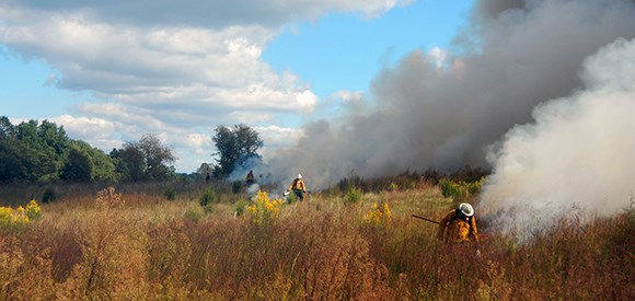 Wildland Fire: First Growing Season Burn (U.S. National Park Service)