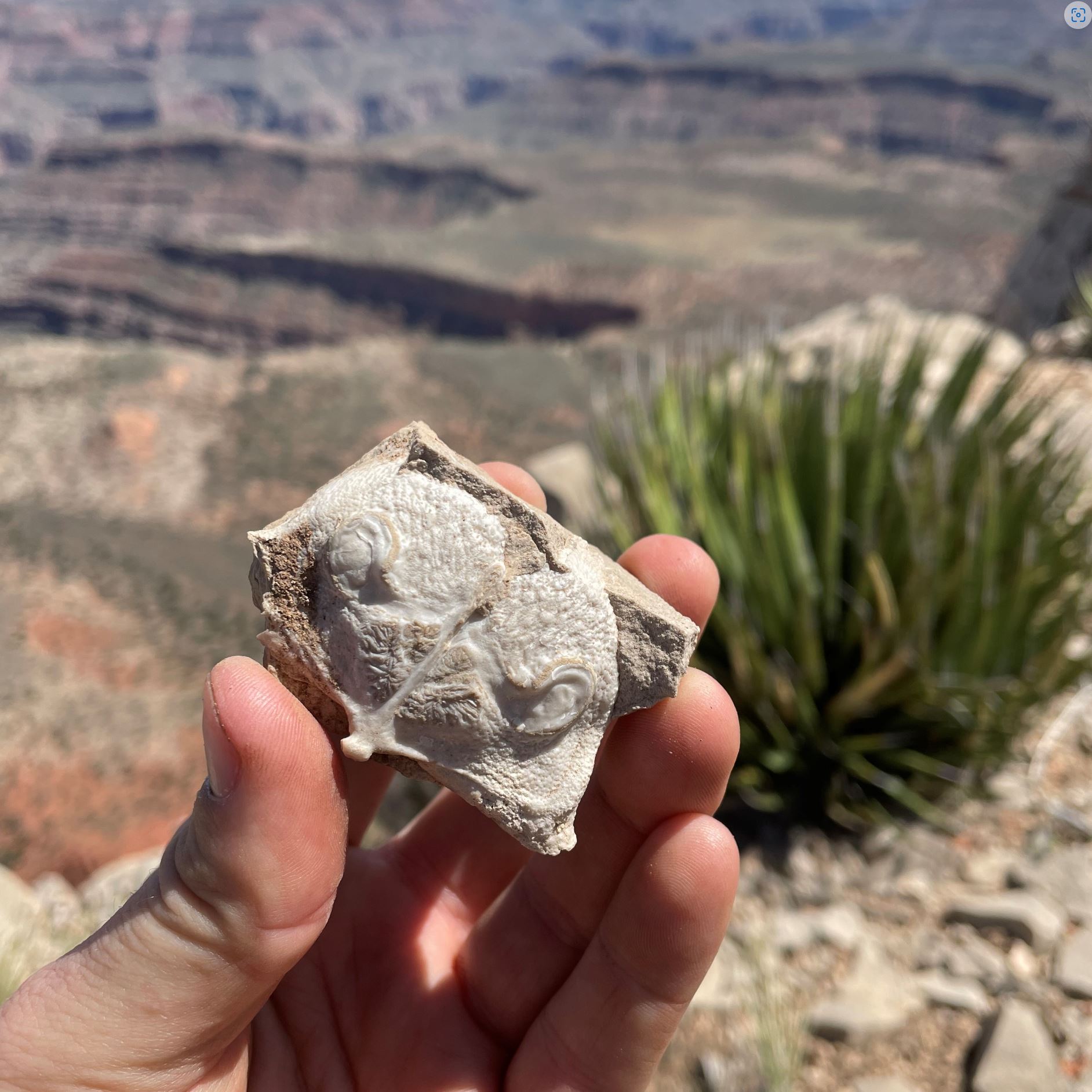Primary Fossil Parks - Fossils and Paleontology (U.S. National Park ...