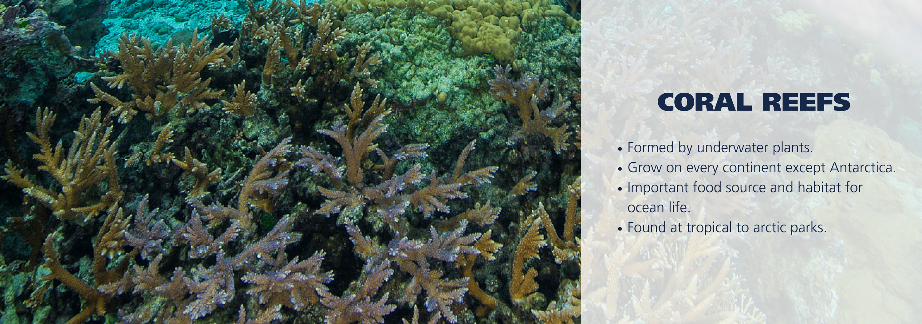 Coral Reefs - Oceans (U.S. National Park Service)