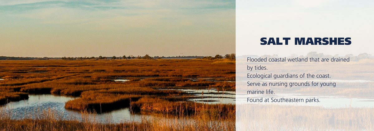 Salt Marshes - Oceans, Coasts & Seashores (U.S. National Park Service)