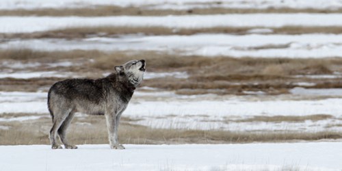 Sound Library - Wolf - Natural Sounds (U.S. National Park Service)