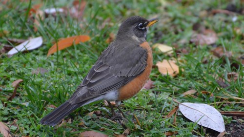 Sound Gallery - American Robin - Natural Sounds (U.S. National Park ...