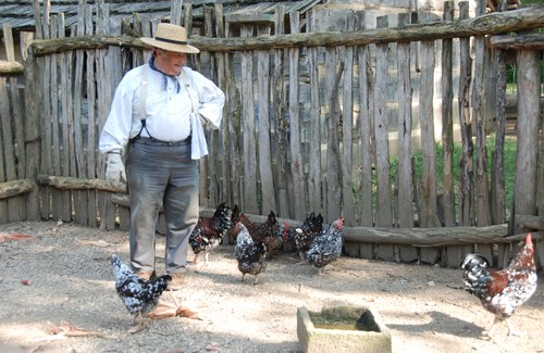 Sound Gallery - Chickens - Natural Sounds (U.S. National Park Service)