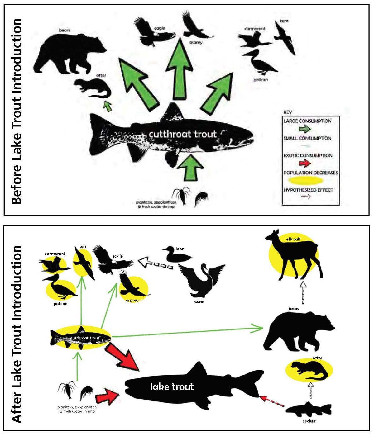 Non-native Lake Trout Induce Cascading Changes in the Yellowstone Lake ...
