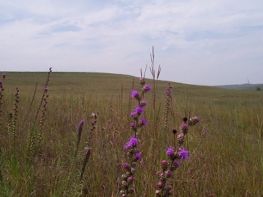 A Complex Prairie Ecosystem - Tallgrass Prairie National Preserve (U.S ...