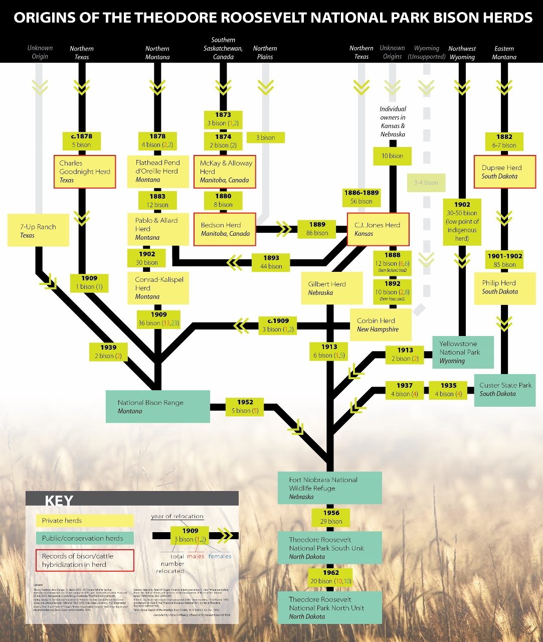 Where are These Bison From, Anyway? - Theodore Roosevelt National Park ...