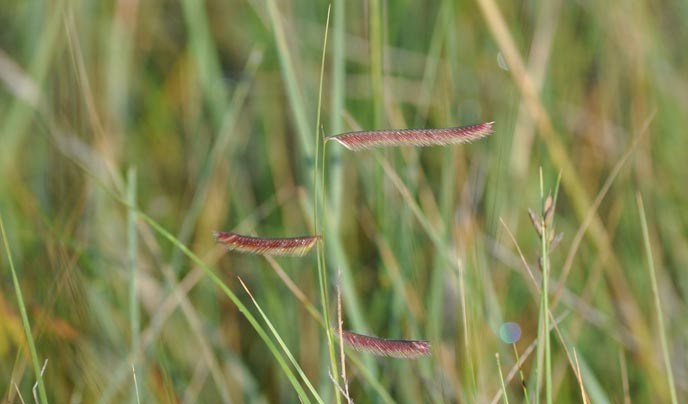 Plants of the Prairie Grasslands - Theodore Roosevelt National Park (U ...
