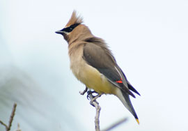 Birds - Theodore Roosevelt National Park (U.S. National Park Service)