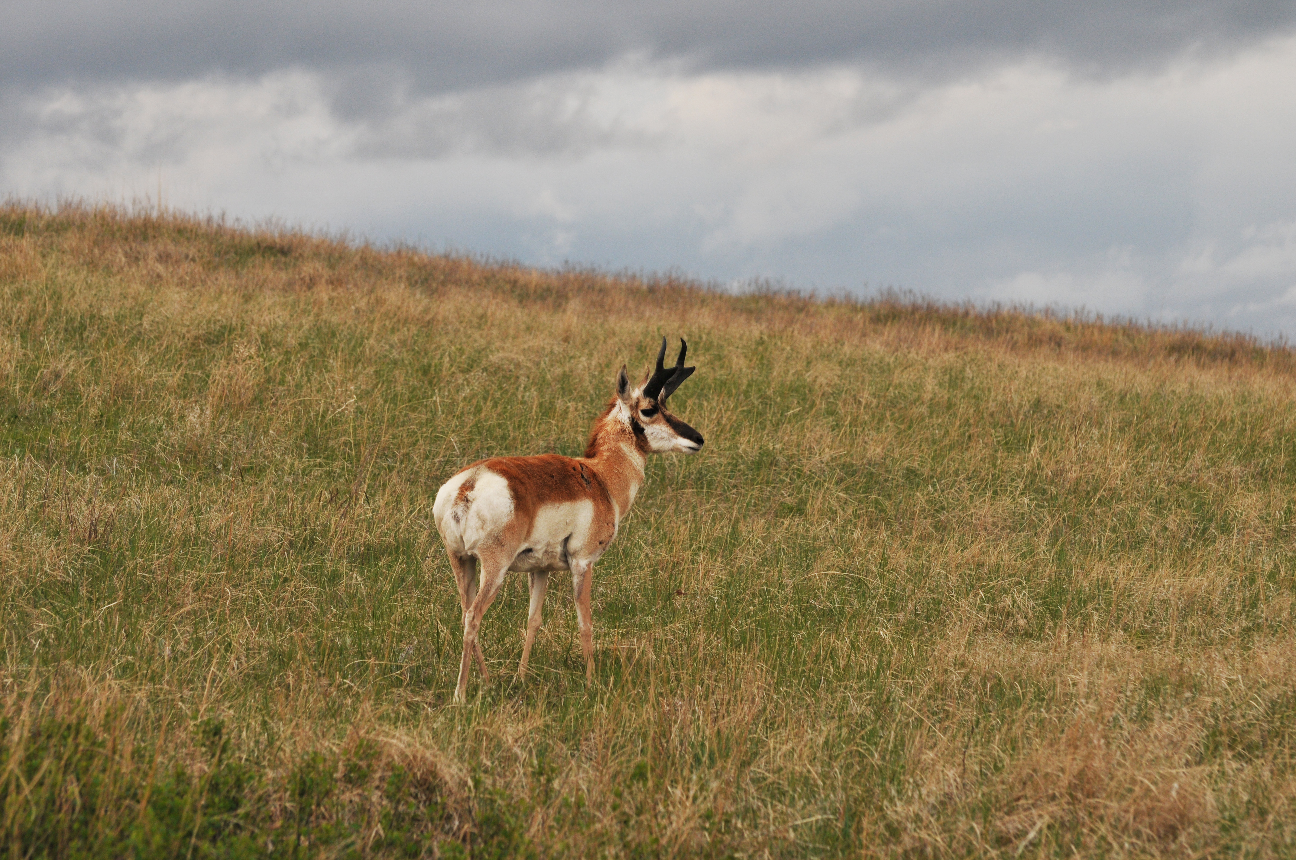 Pronghorn - Theodore Roosevelt National Park (U.S. National Park Service)