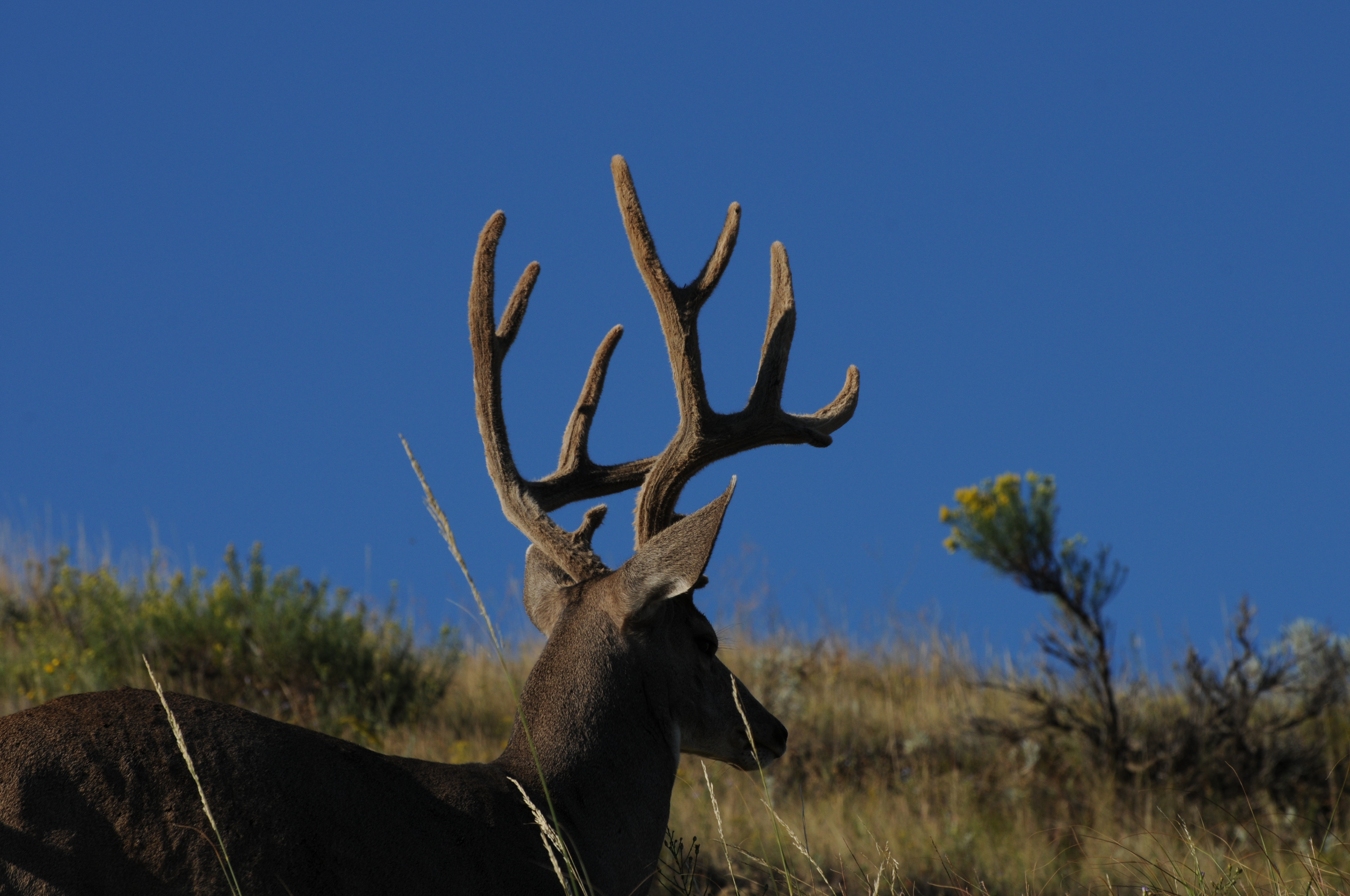 Mule Deer - Theodore Roosevelt National Park (U.S. National Park Service)
