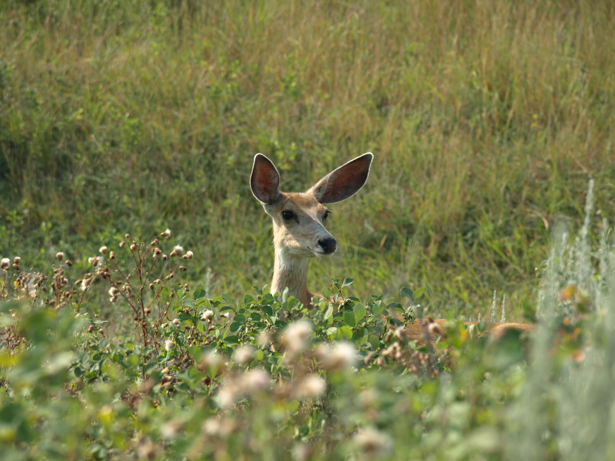 Mule Deer - Theodore Roosevelt National Park (U.S. National Park Service)